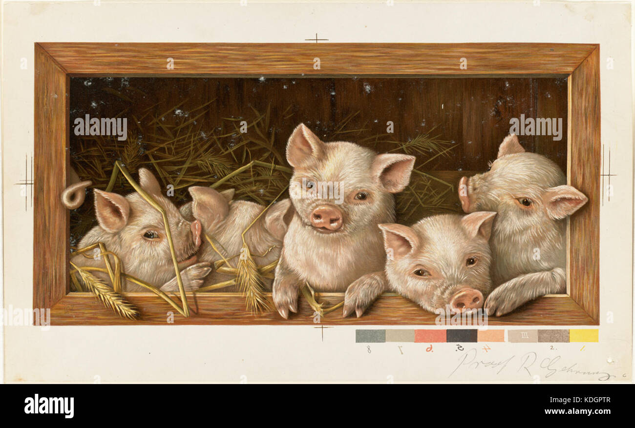 Prize pigs historical hi-res stock photography and images - Alamy