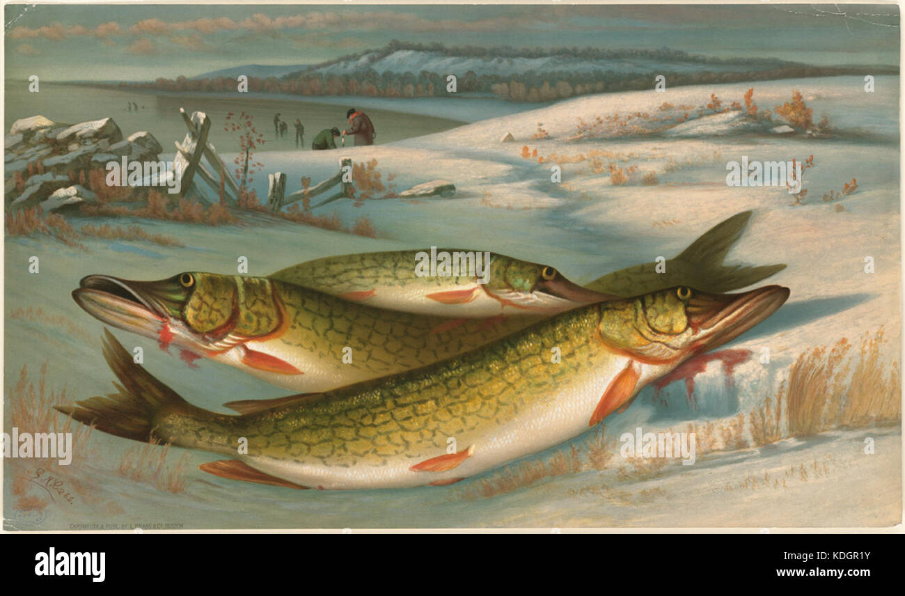 Pickerel fish hi-res stock photography and images - Alamy