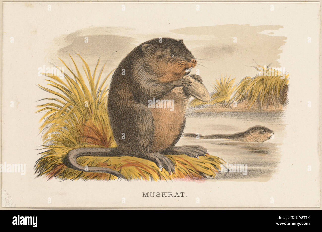 Muskrat by Boston Public Library Stock Photo - Alamy