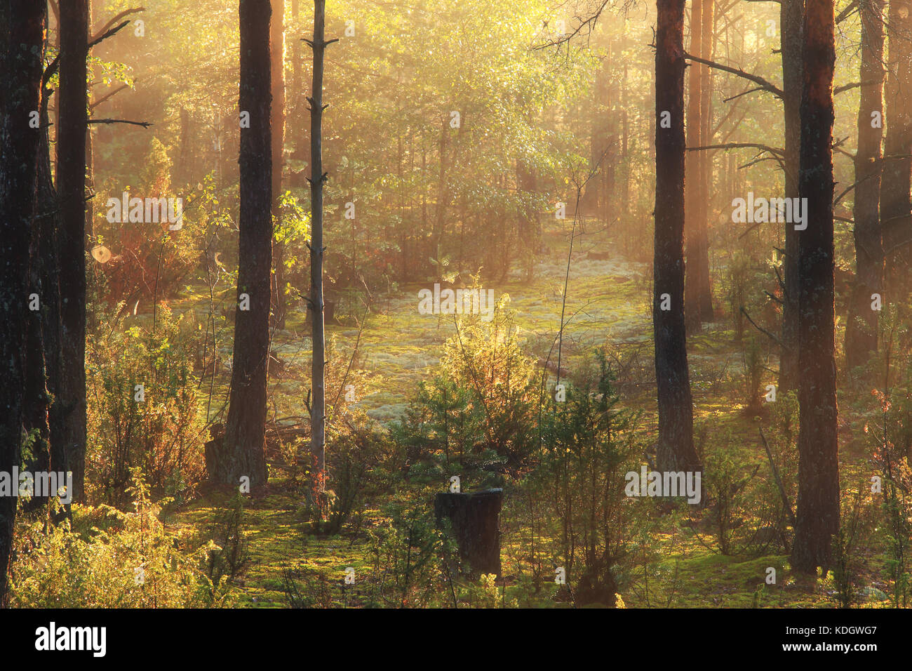 Beautiful trees in nature hi-res stock photography and images - Alamy
