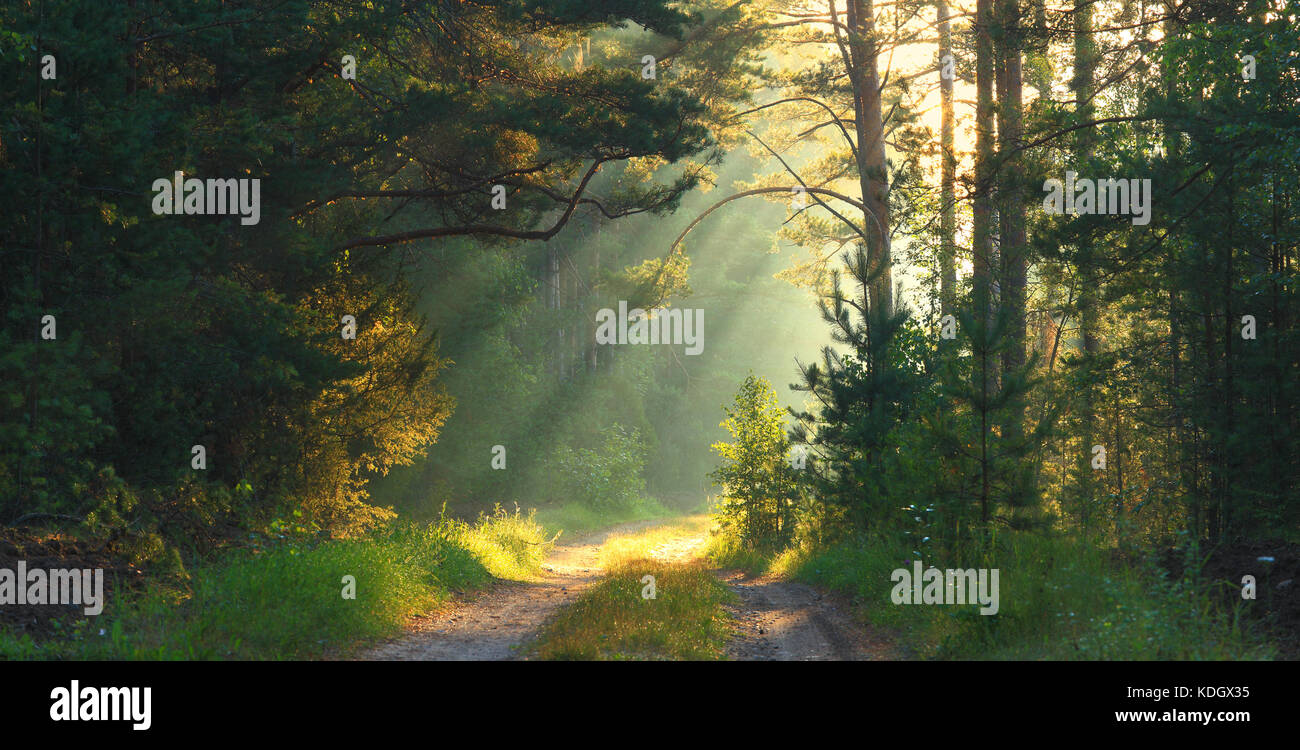 Beautiful forest landscape bright hi-res stock photography and images ...