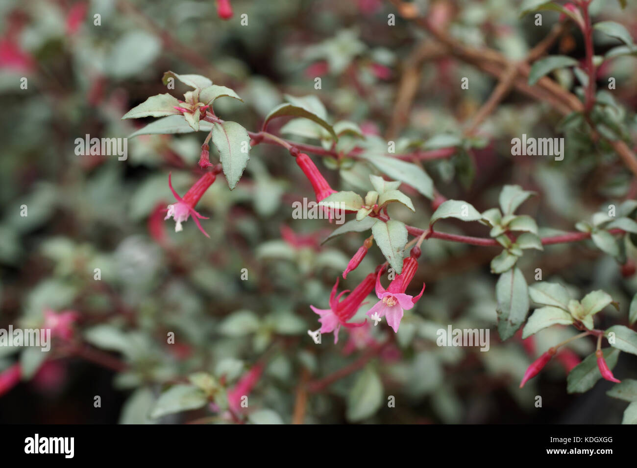 Fuchsia microphylla subsp hemsleyana silver lining hi-res stock ...