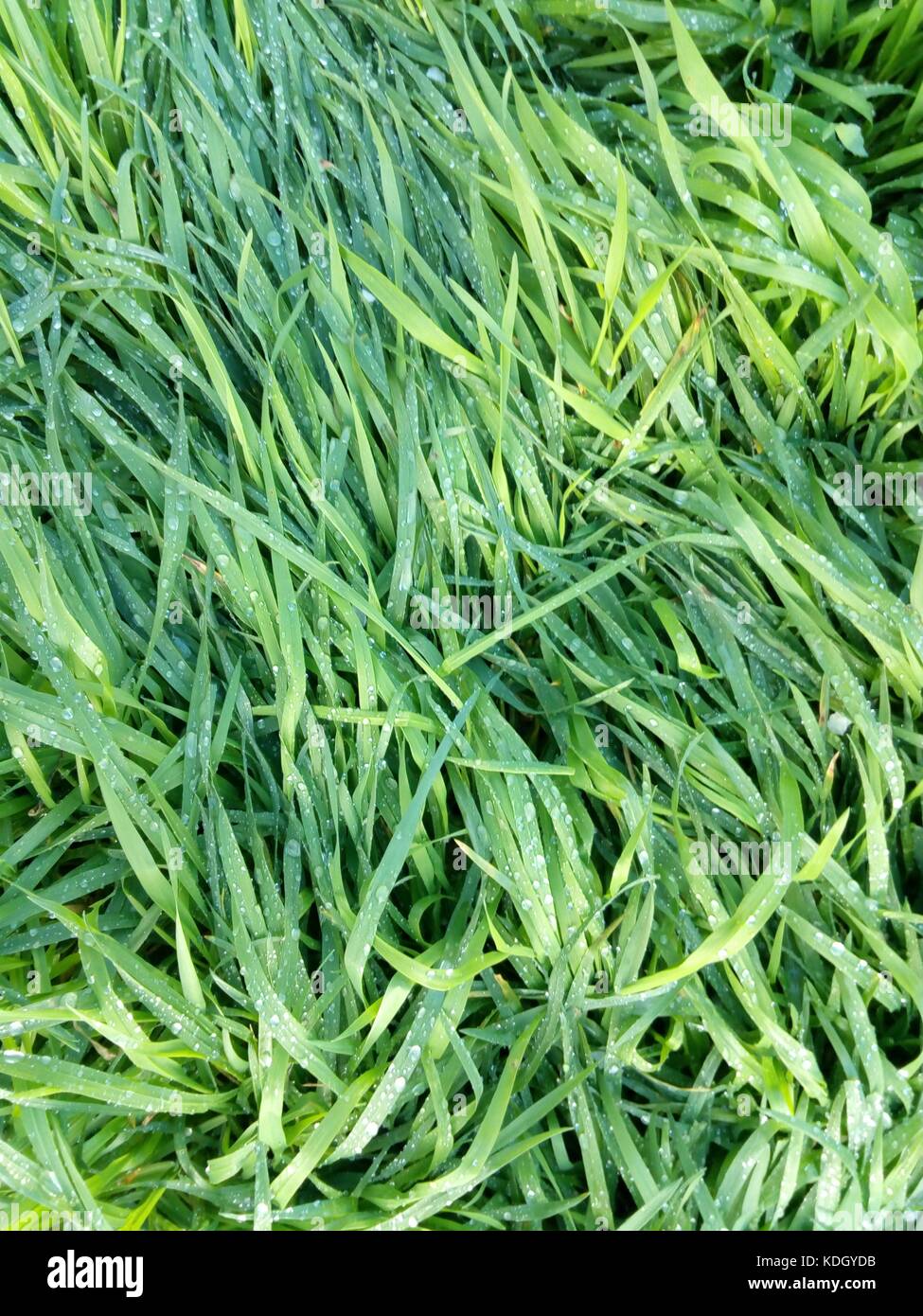 Spring rainy hi-res stock photography and images - Alamy