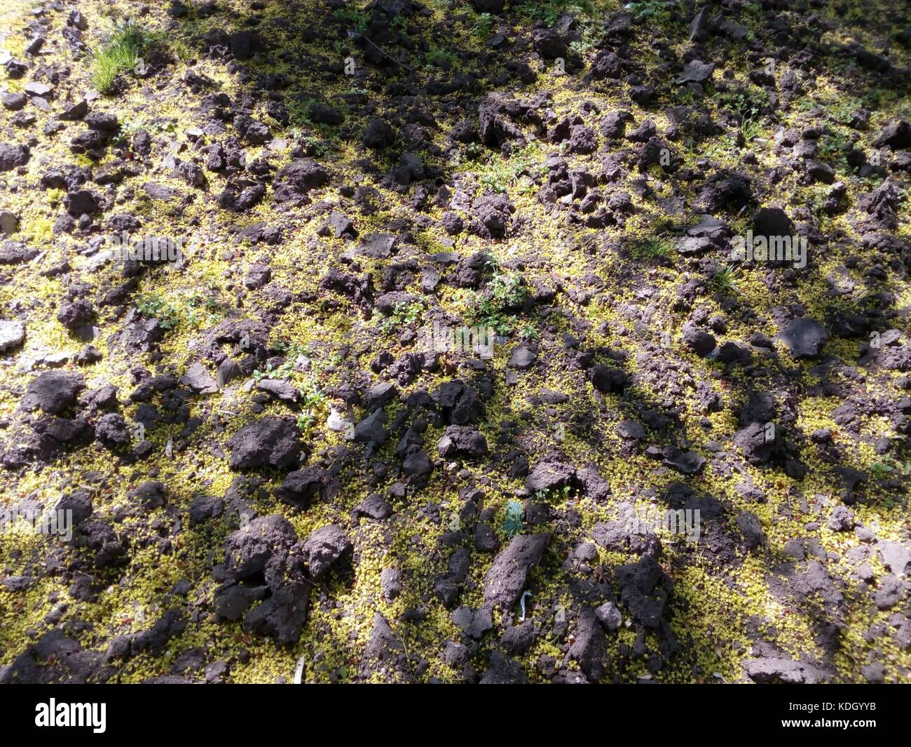 Glade black plowed soil strewn with fallen yellow small flowers in the ...