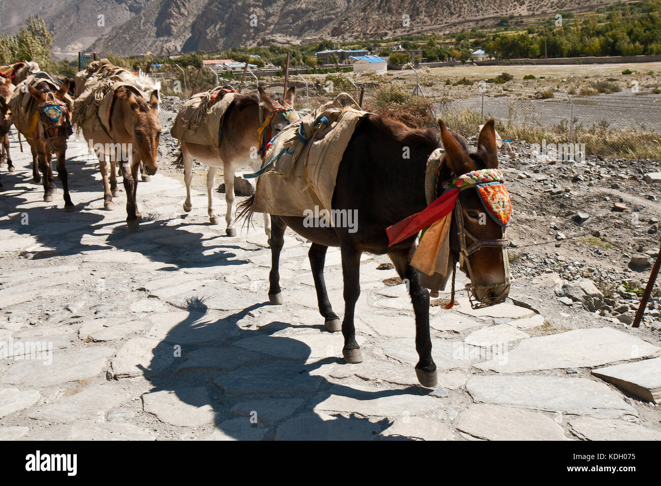 Caravan of donkeys on mountain road in Nepal Stock Photo - Alamy