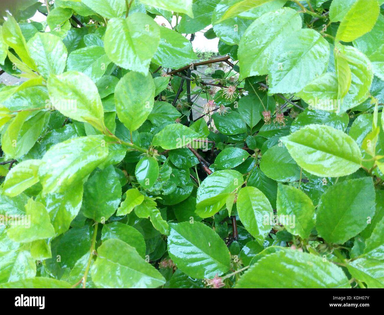 Green shiny leaves hi-res stock photography and images - Alamy