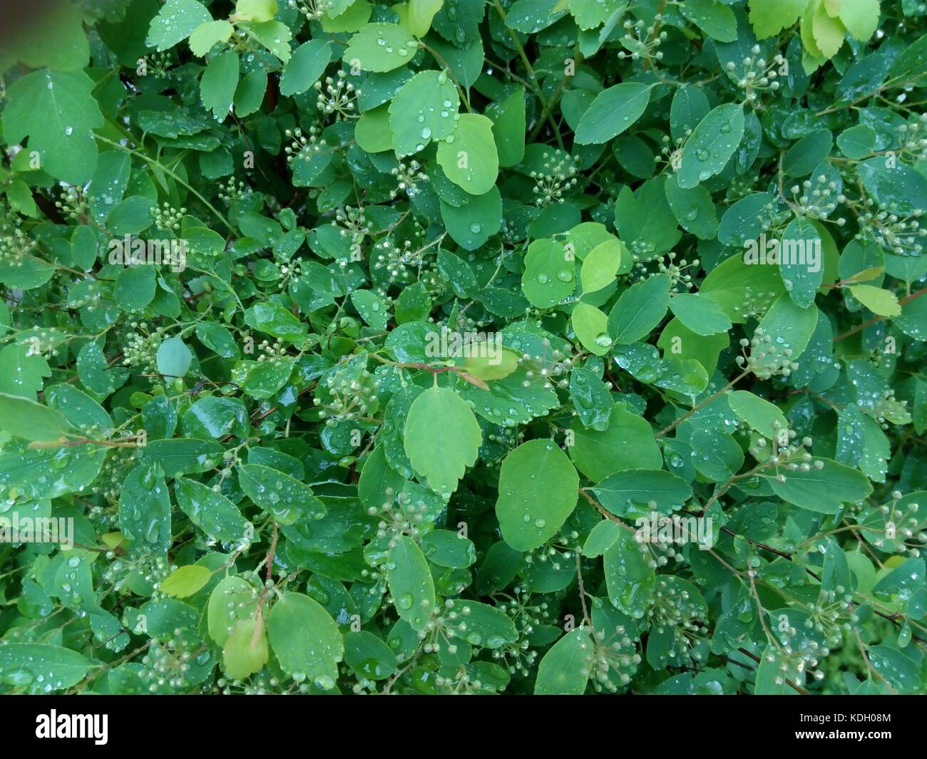 Bush with green leaves with drops of rain in spring rainy day Stock ...
