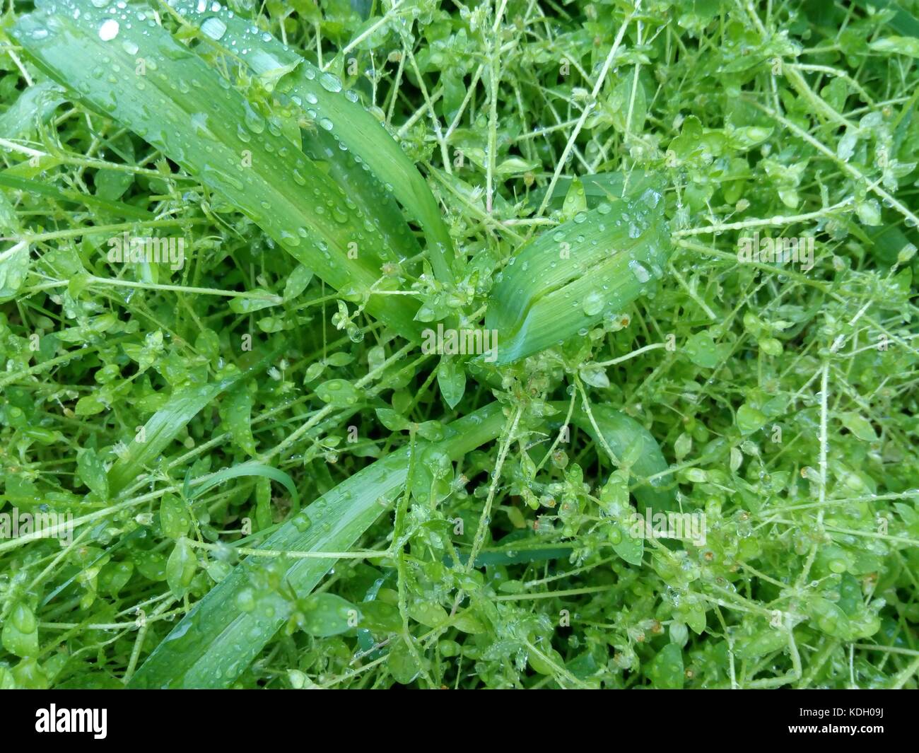 Green grass with rain drops in spring rainy day Stock Photo - Alamy