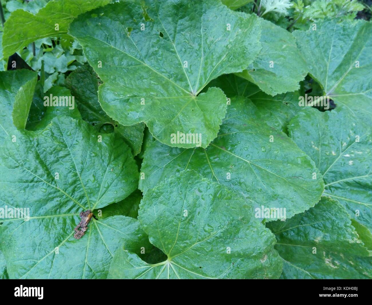 Wet great burdock leaves closeup Stock Photo - Alamy