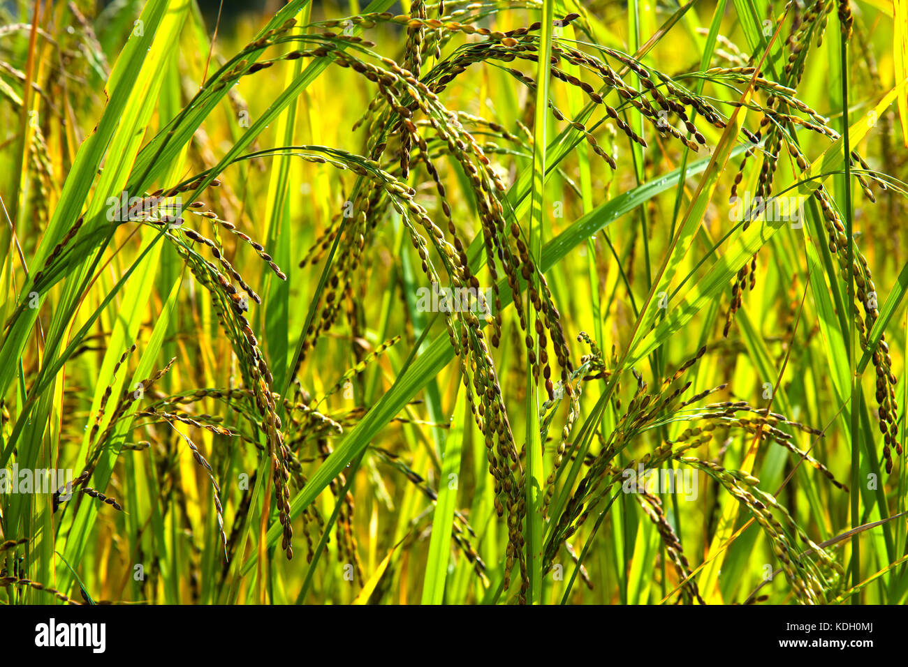 Rice Ears High Resolution Stock Photography and Images - Alamy