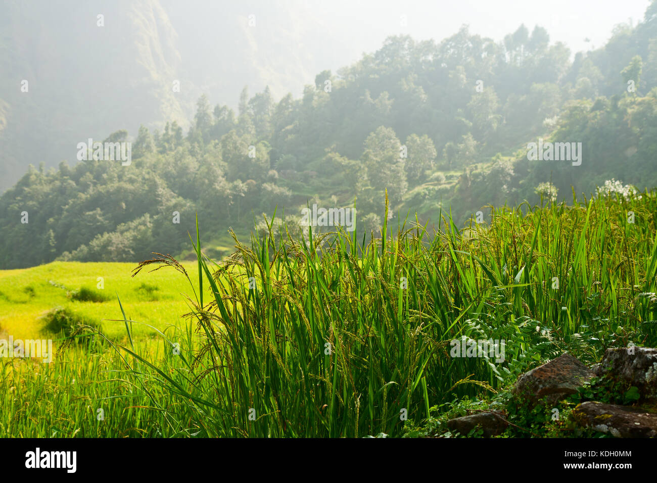 Rice field on the mountain in Nepal Stock Photo - Alamy