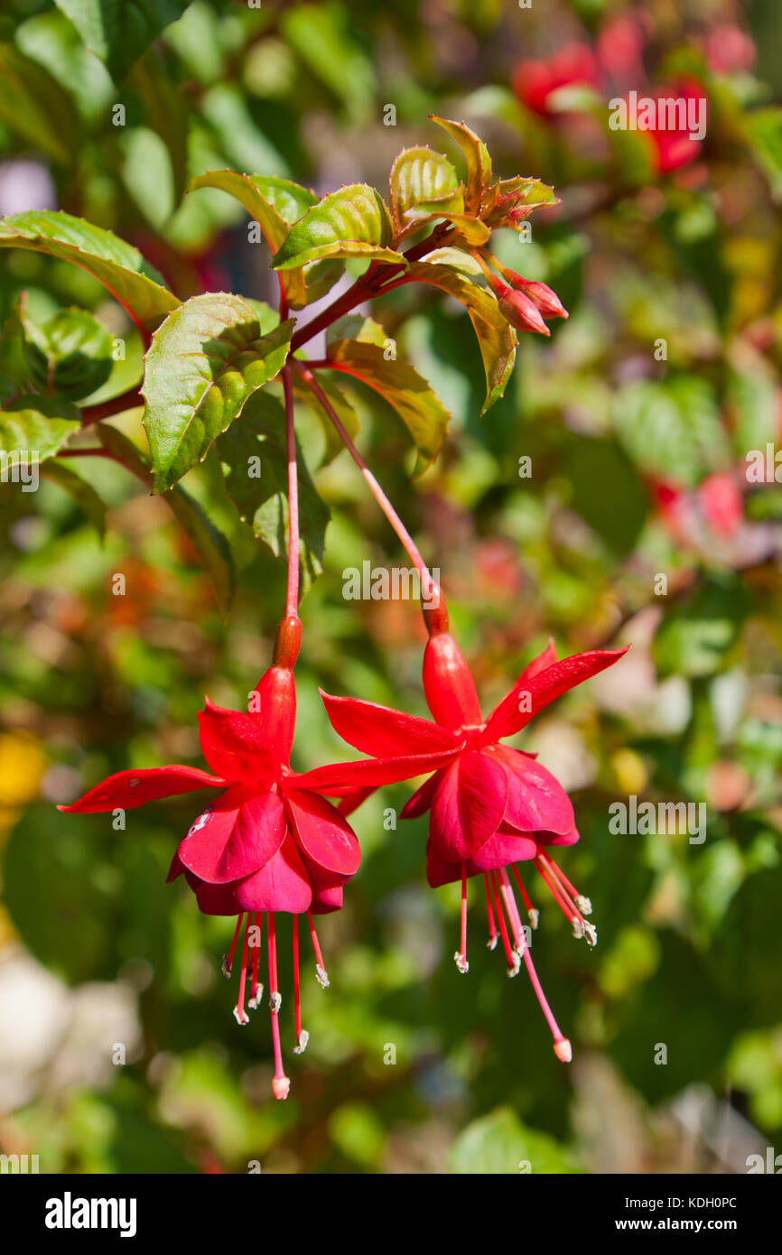 Beautiful flowers of red fuchsia close up Stock Photo - Alamy