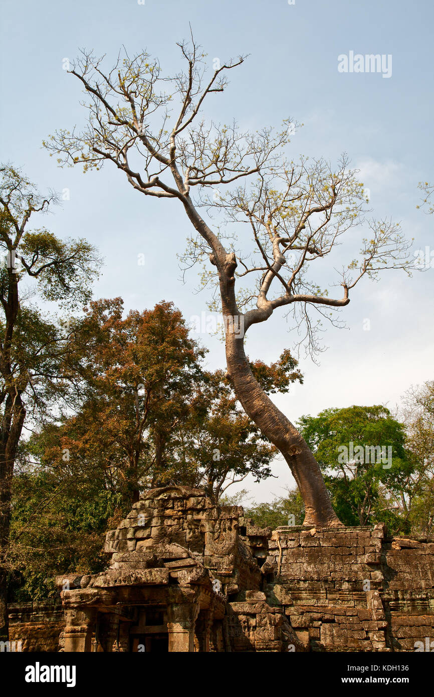 Tree growing on temple hi-res stock photography and images - Alamy