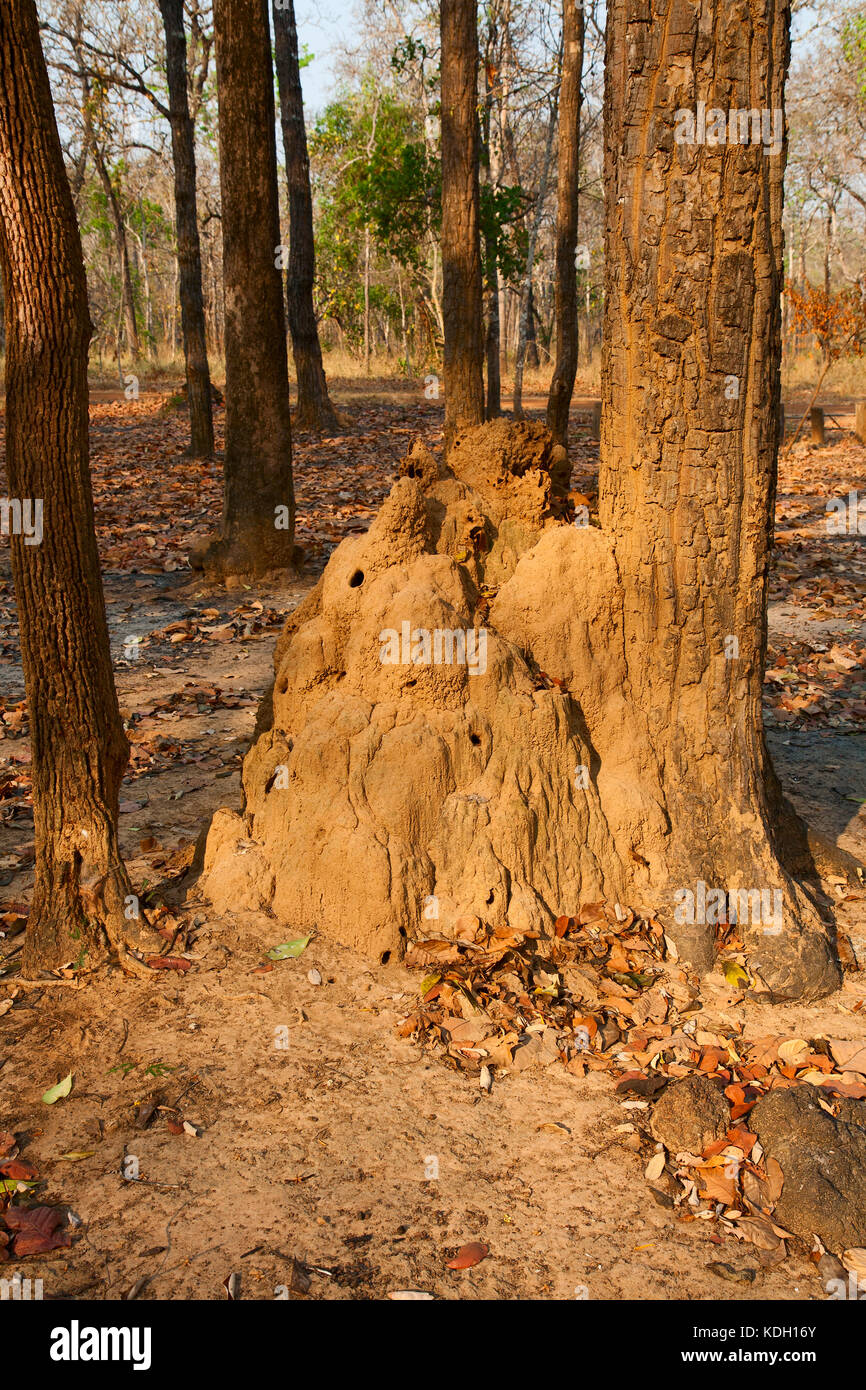 Termite mound in the Cambodian forest Stock Photo - Alamy