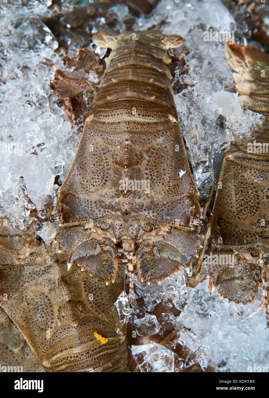 Slipper lobster hi-res stock photography and images - Alamy