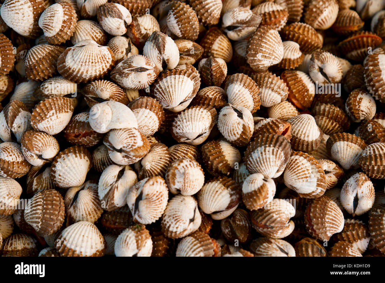 Seashell Shop Stock Photos & Seashell Shop Stock Images - Alamy