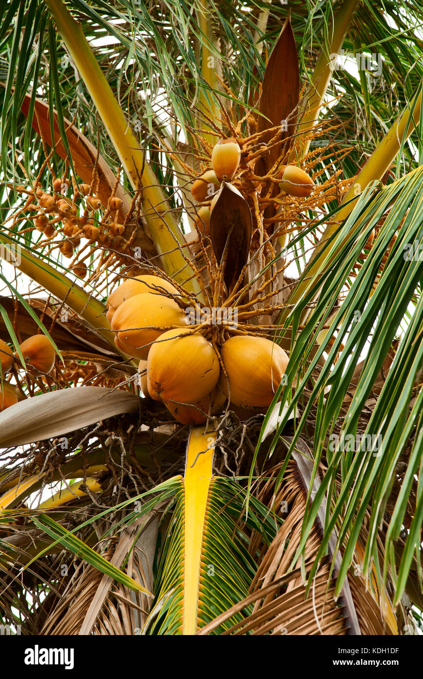A bunch of coconuts hangs on a tree Stock Photo - Alamy