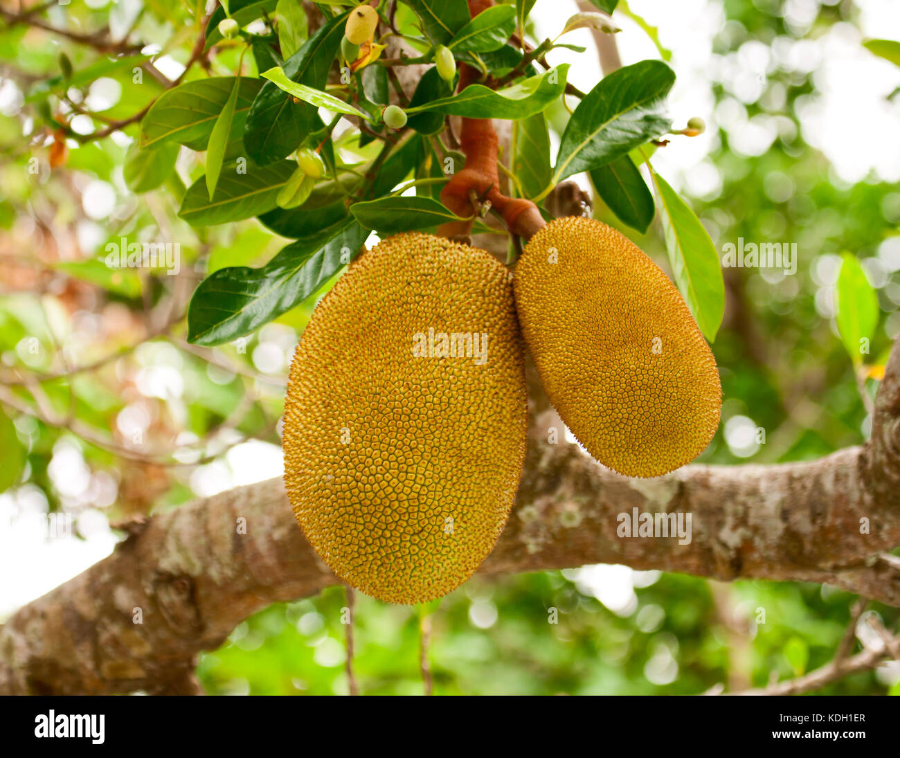 The fruits of Jackfruit hanging on a tree Stock Photo - Alamy