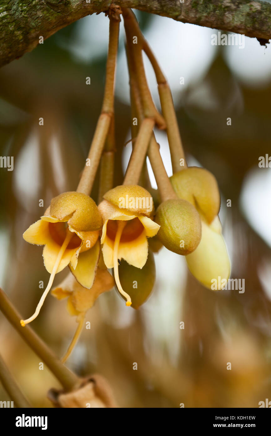 Durian flower hi-res stock photography and images - Alamy