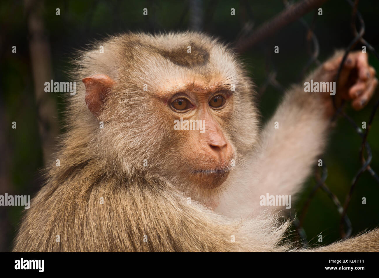 Sad monkey hi-res stock photography and images - Alamy
