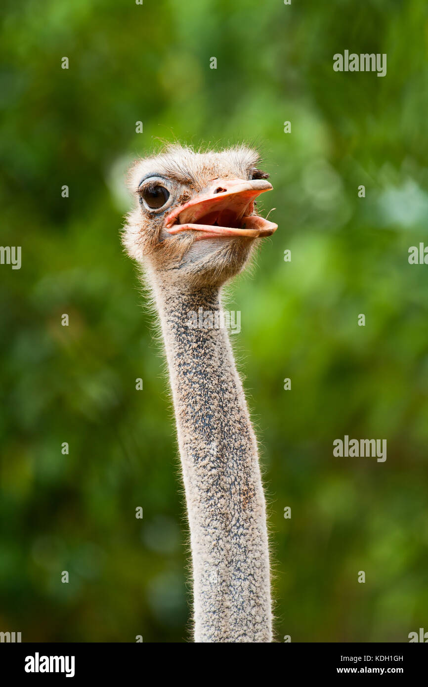 Curious ostrich with an open beak Stock Photo - Alamy
