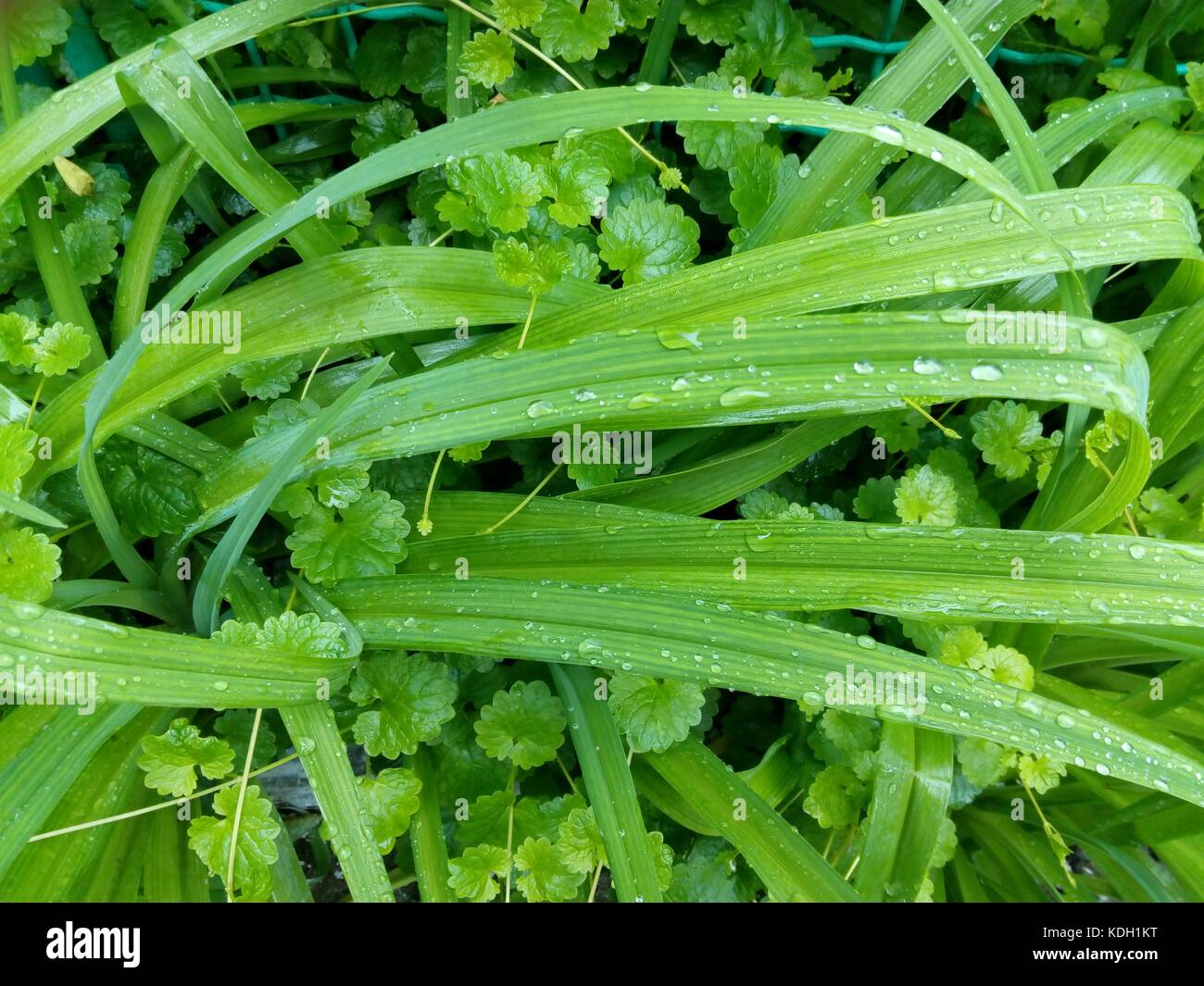 Long green leaves hi-res stock photography and images - Alamy