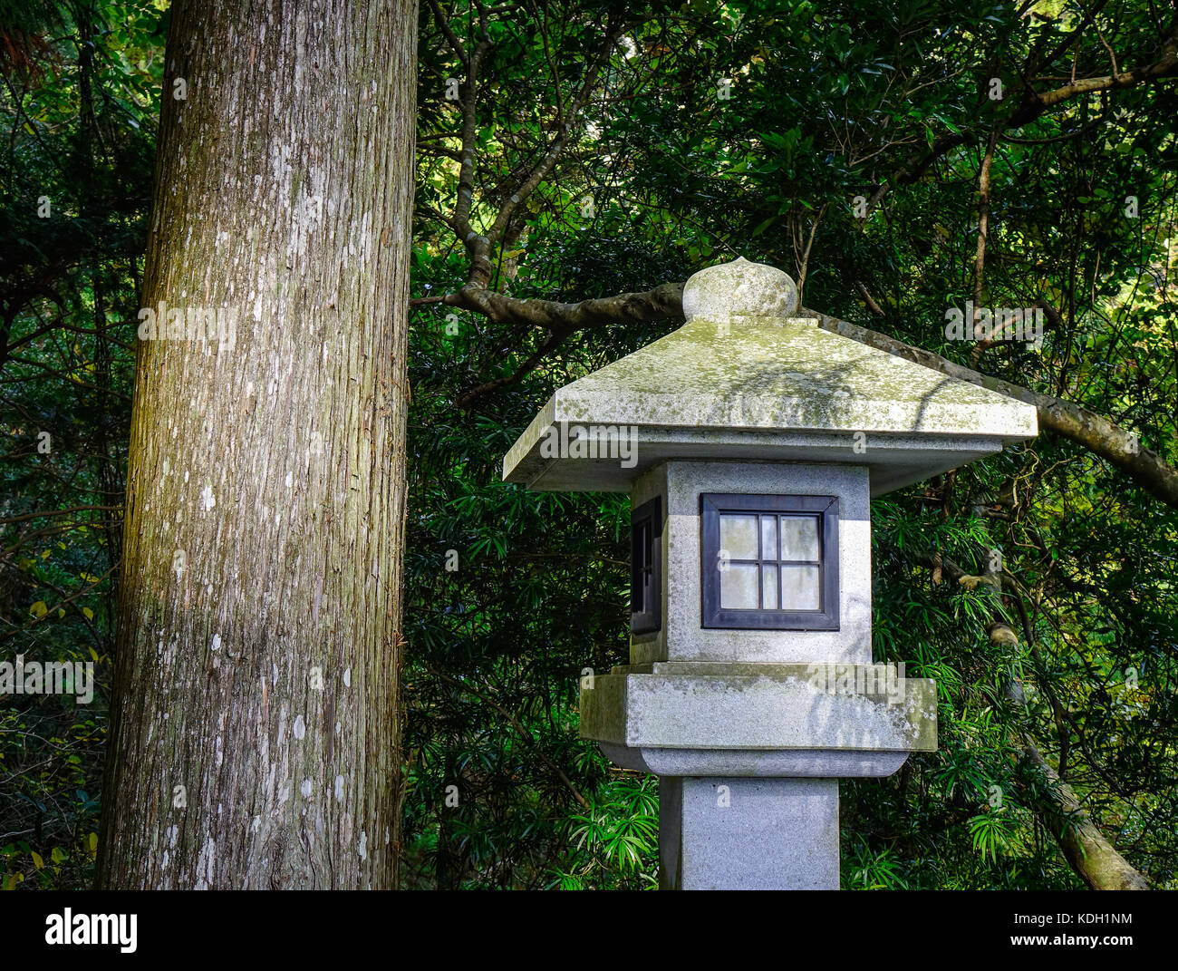 A stone lantern at the temple in Kumano Kodo with many sacred trees in ...