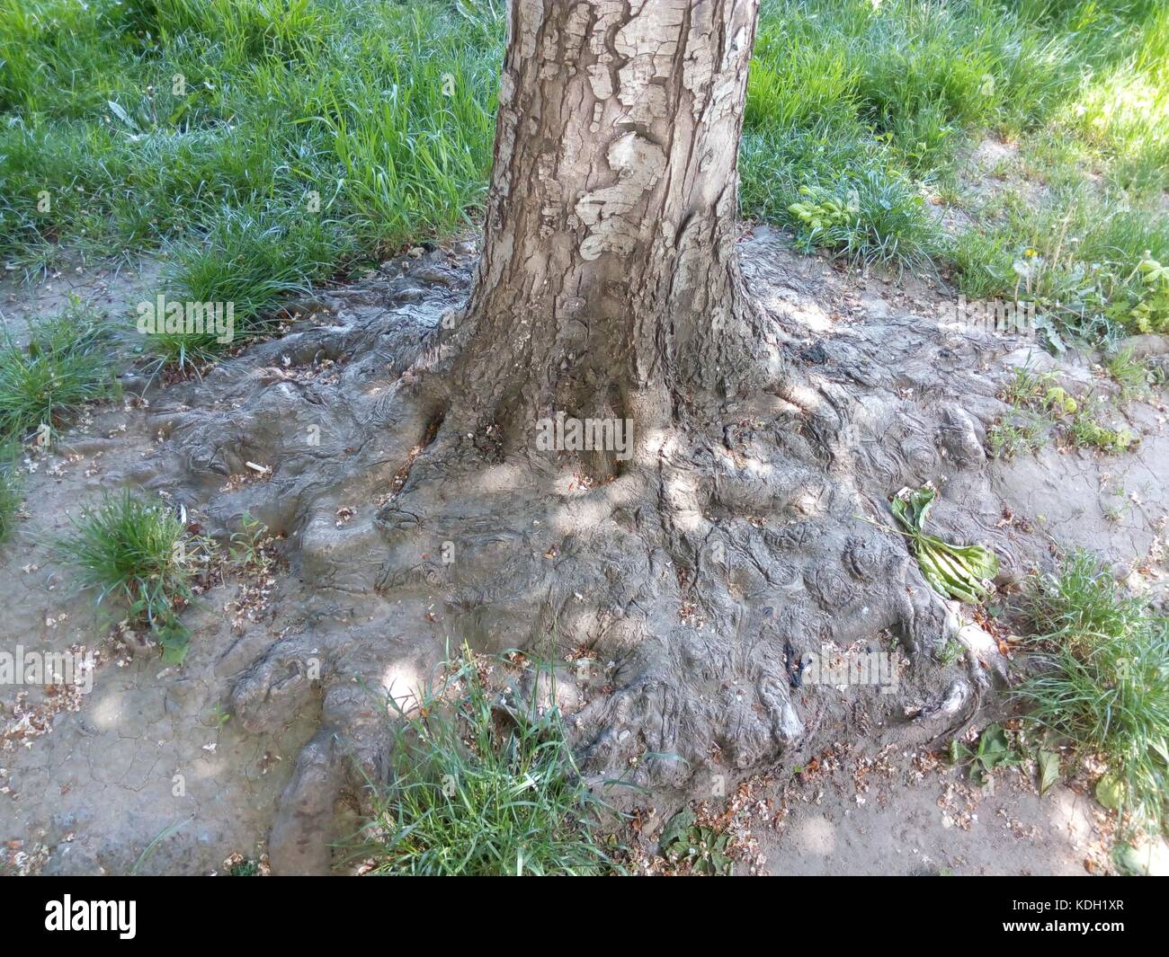 Strong root hi-res stock photography and images - Alamy