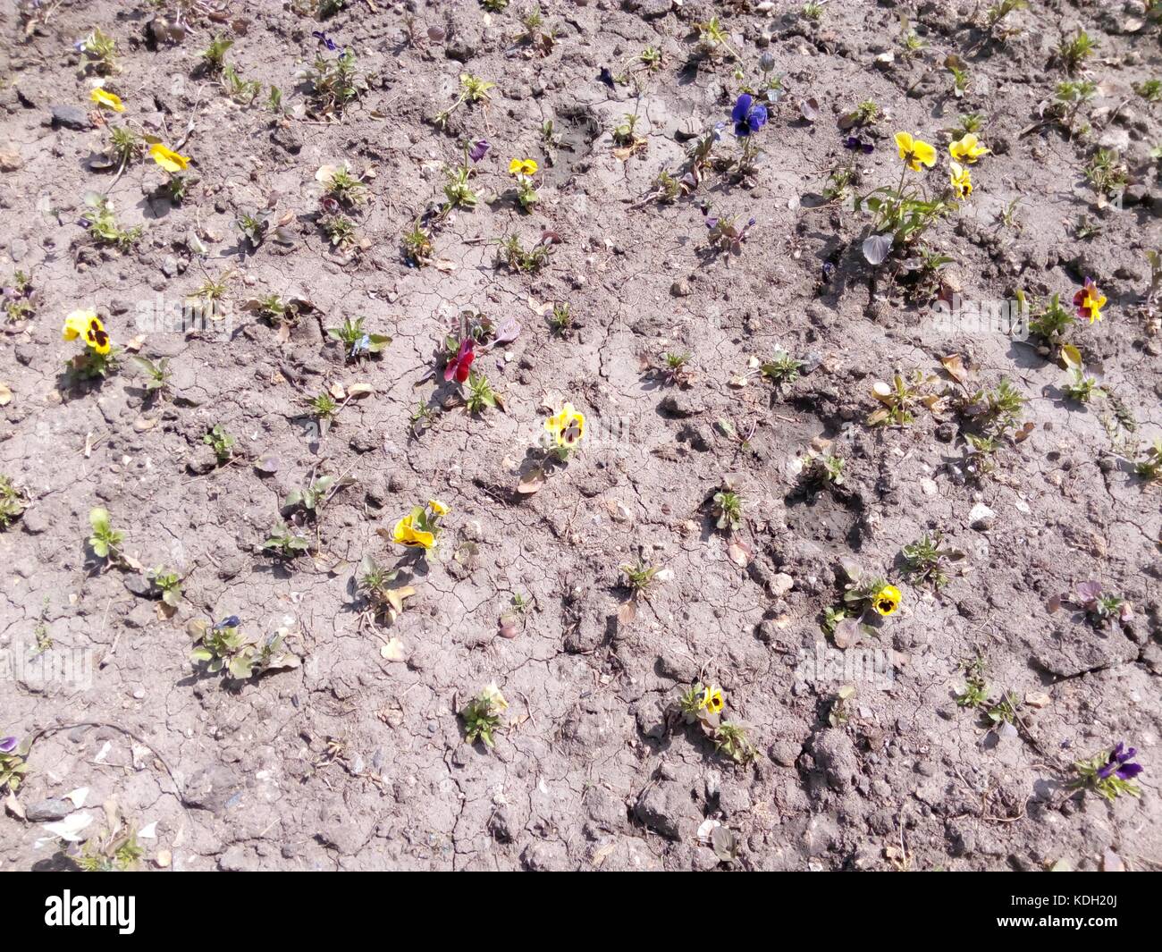 Glade brown dry soil with small flowers in the sun Stock Photo - Alamy