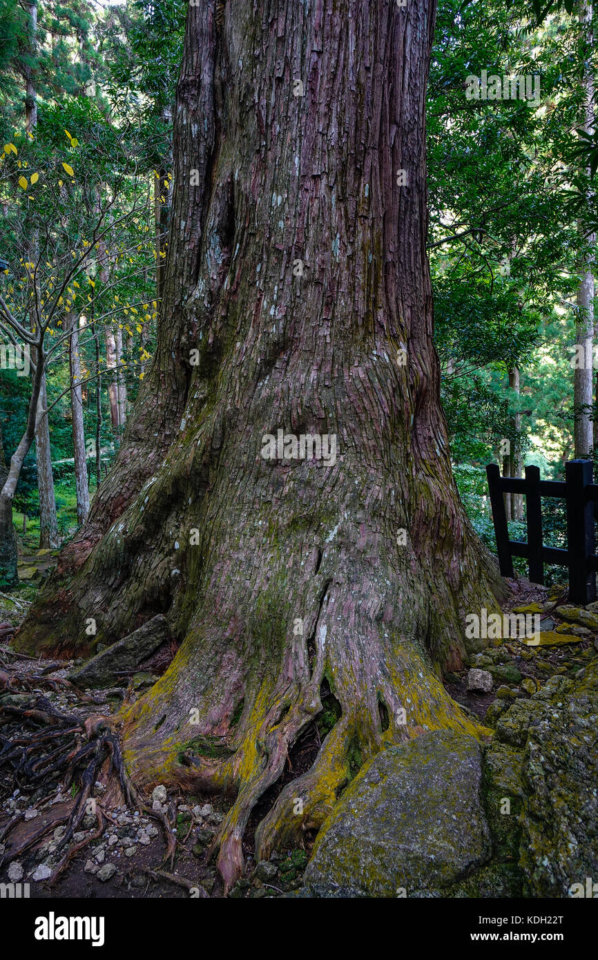 Huge trees in Kumano Kodo Pilgrimage Trails in Wakayama, Japan Stock ...