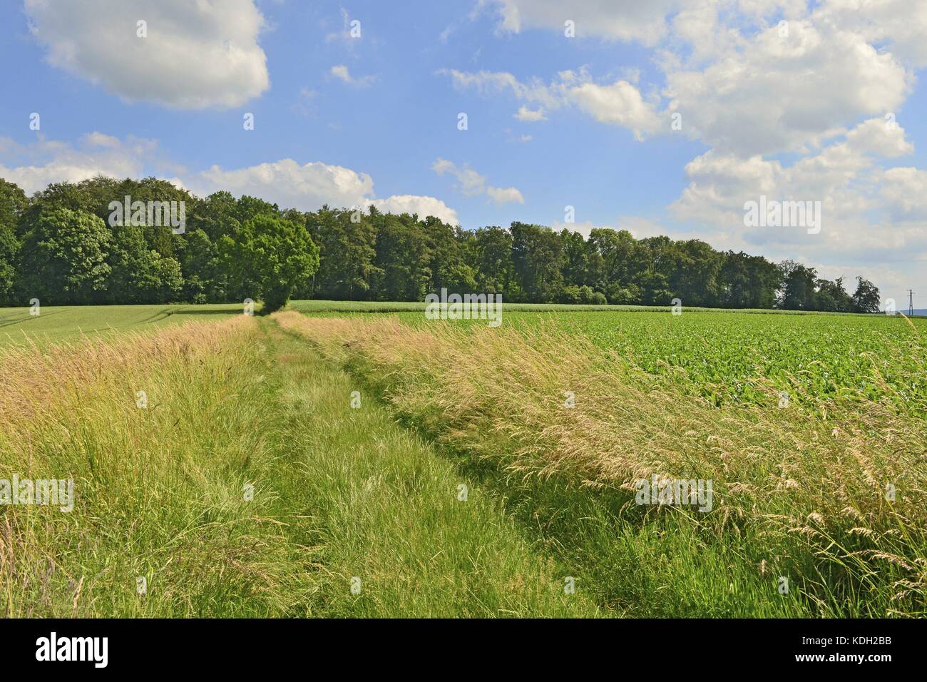 Green field path vegetated with grasses near Lauenau leads to the ...