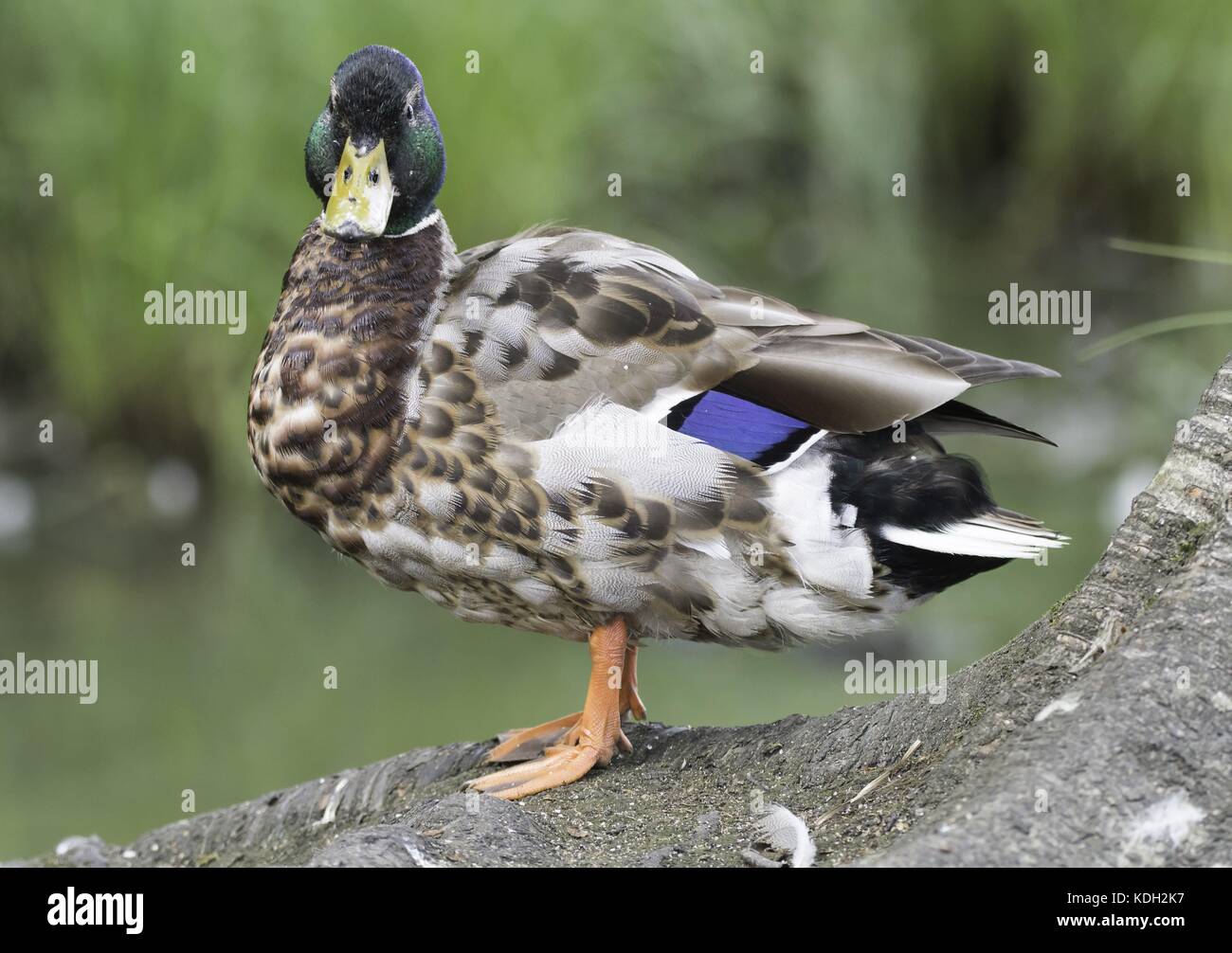 Mallard male eye contact, july 2017 | usage worldwide Stock Photo - Alamy