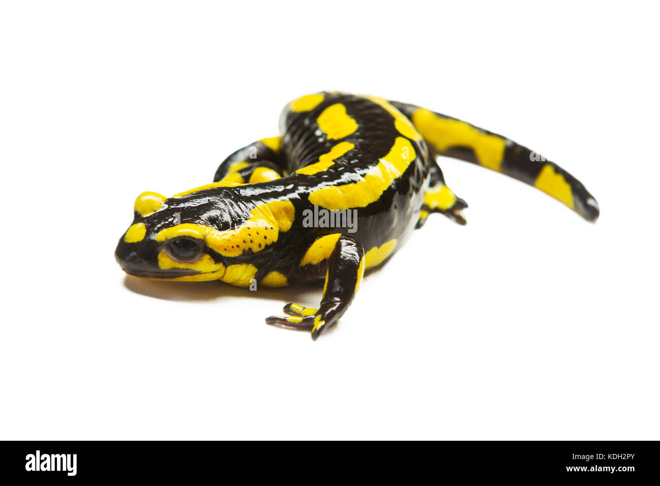 closeup of a Fire Salamander (Salamandra salamandra) over a white ...