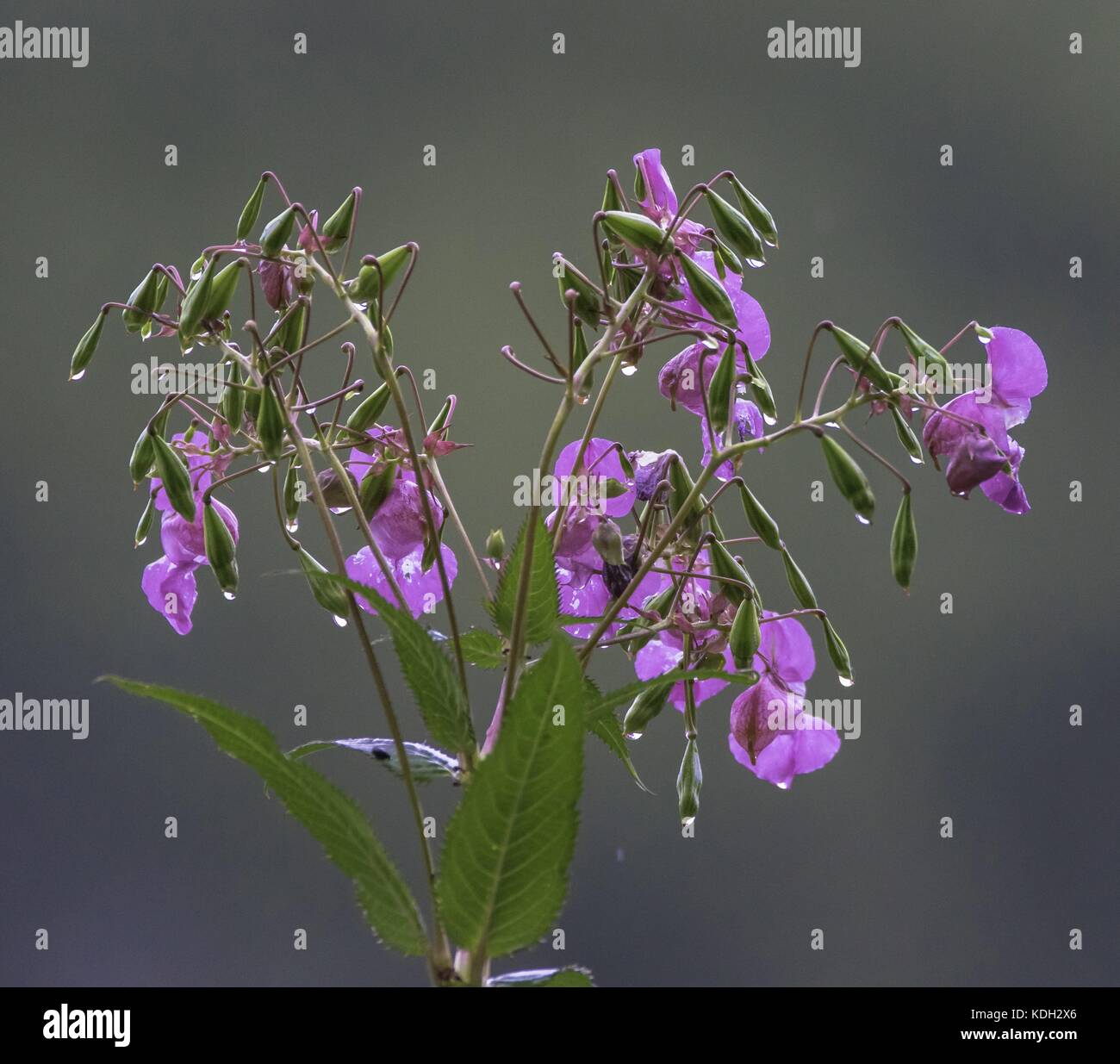 Himalayan Balsam in rain, august 2017 | usage worldwide Stock Photo - Alamy