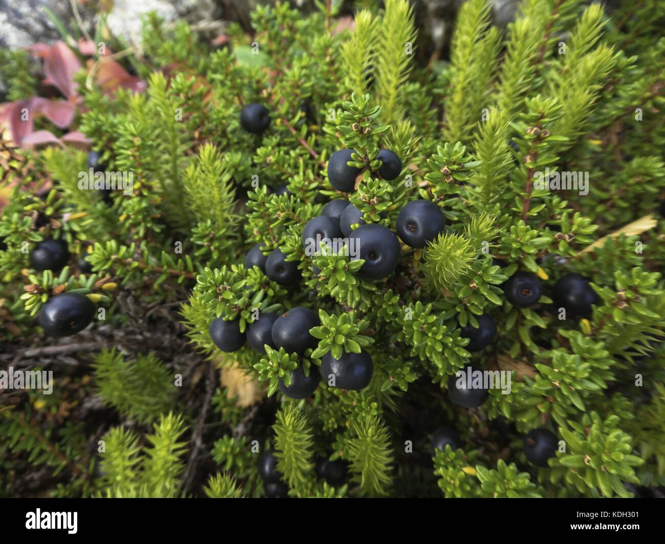 Crowberry norway hi-res stock photography and images - Alamy