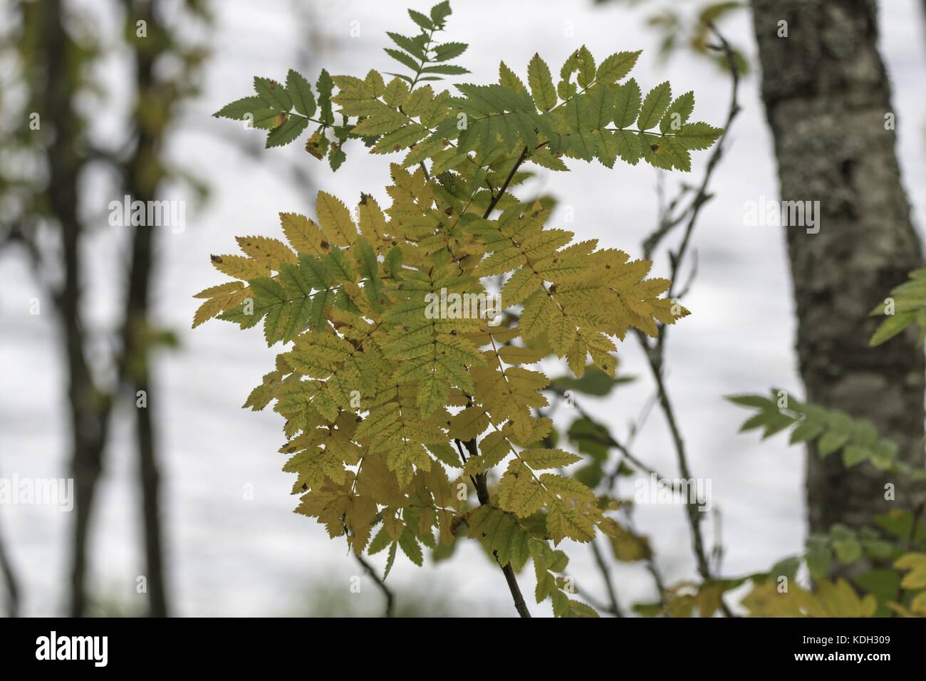 Rowan tree leaves in autumn, september 2017 | usage worldwide Stock ...