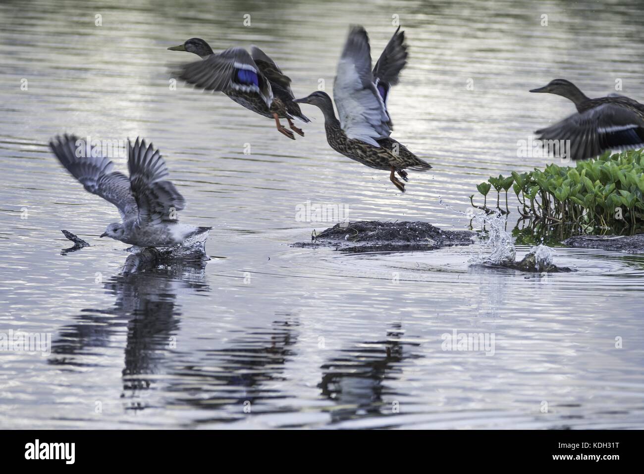 Mallards and Common Gull starting, august 2017 | usage worldwide Stock ...
