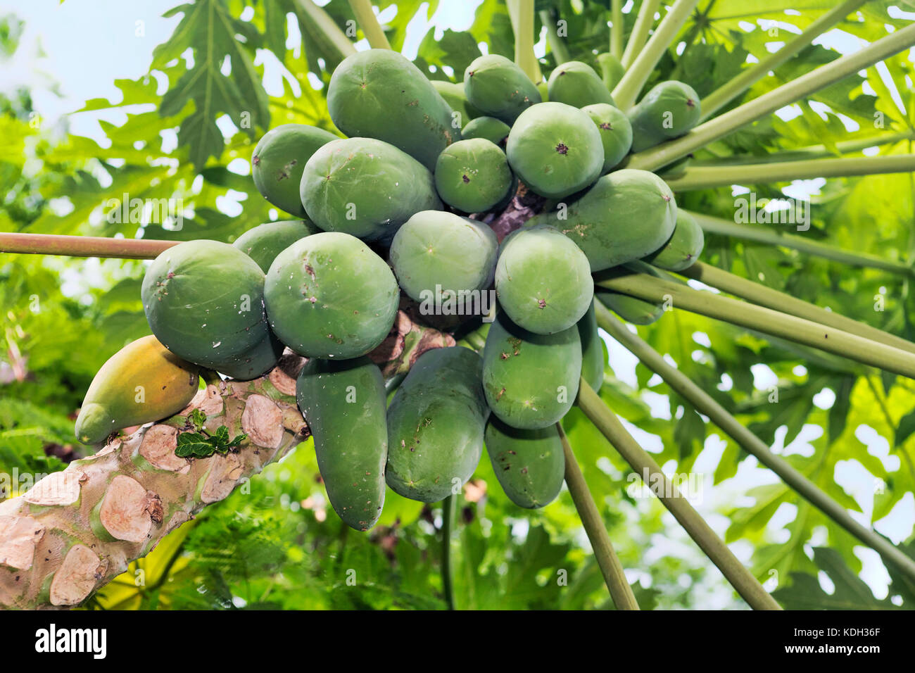 Many organic papaya on the tree Stock Photo - Alamy