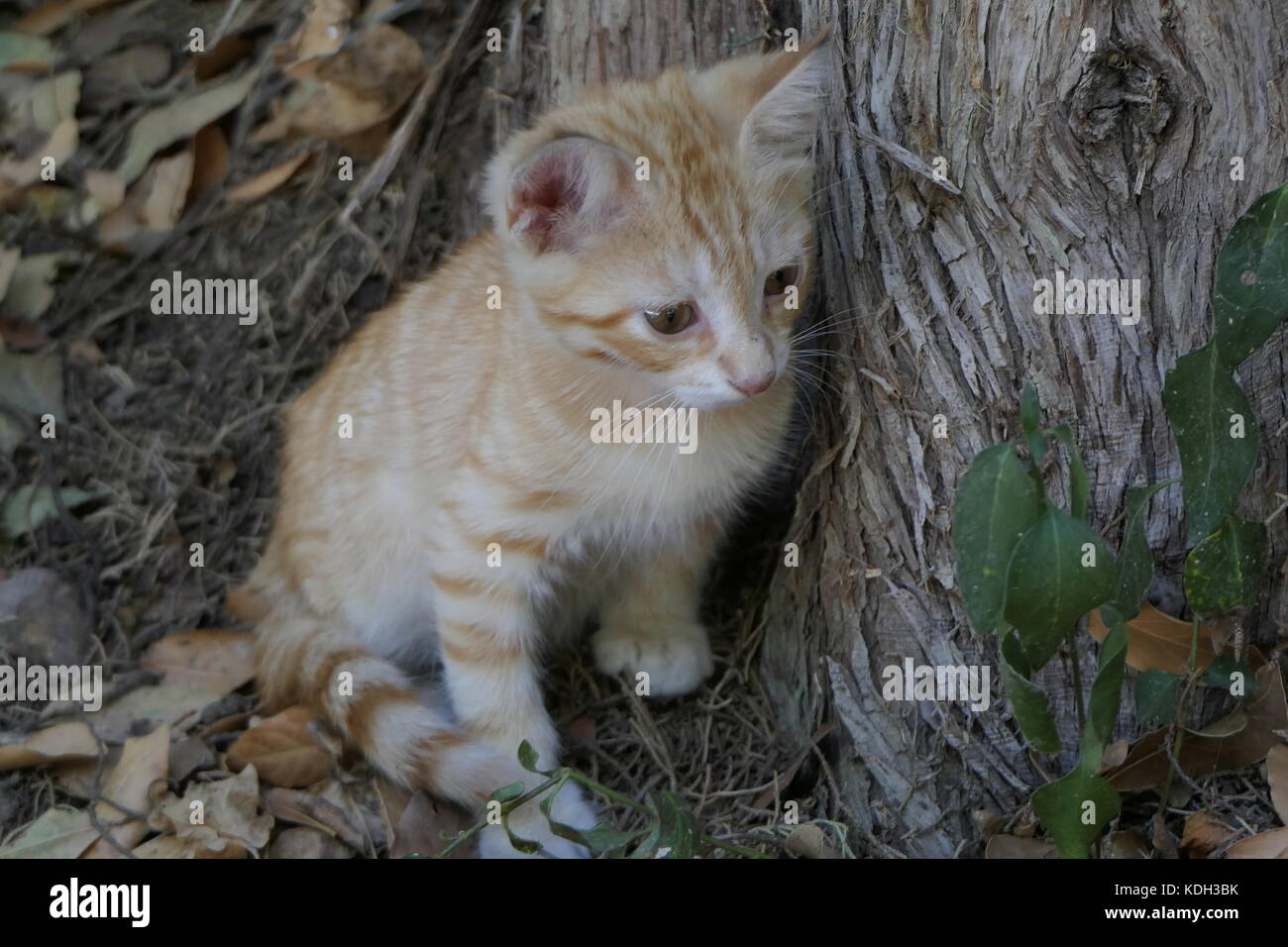 Cute kitten on the forest Stock Photo - Alamy