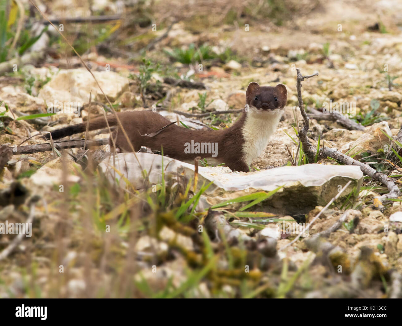 White stoat uk hi-res stock photography and images - Alamy