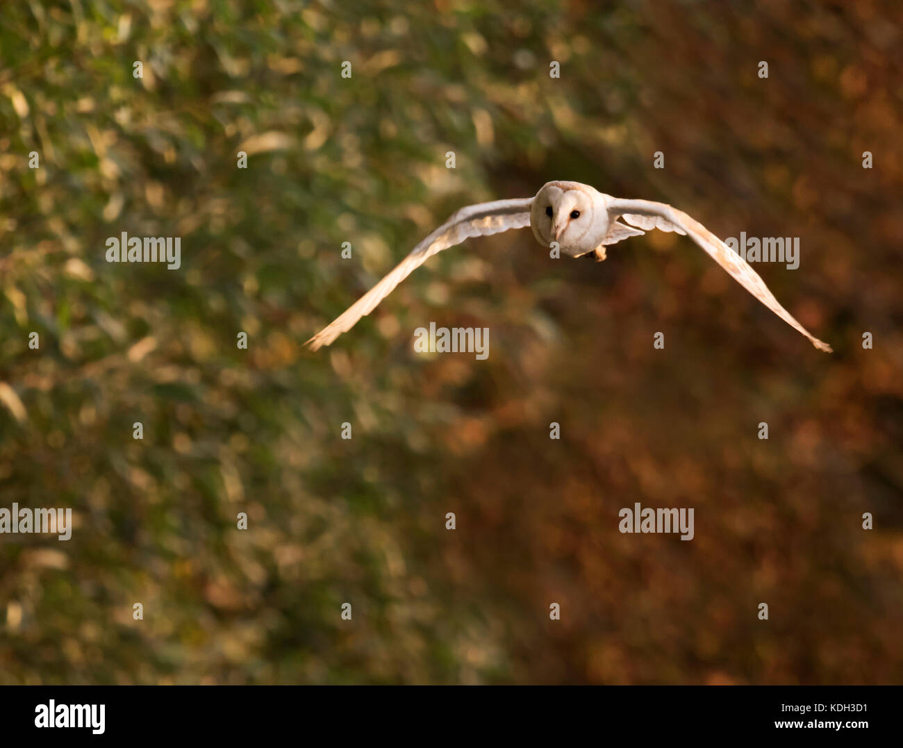 A wild Barn Owl (Tyto Alba) hunting early morning over Norfolk ...