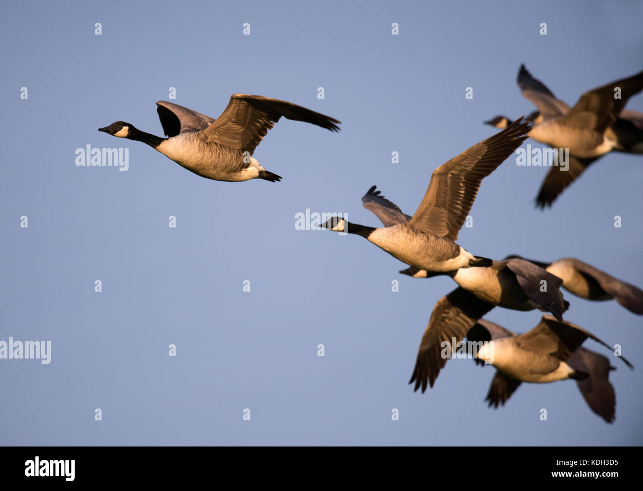 A gaggle of Canada Geese (Branta canadensis) flying in formation ...