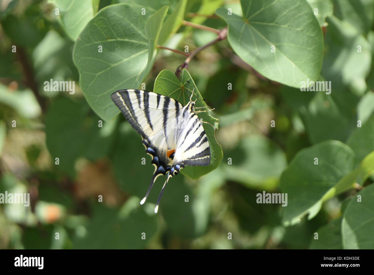 Most beautiful butterfly hi-res stock photography and images - Alamy