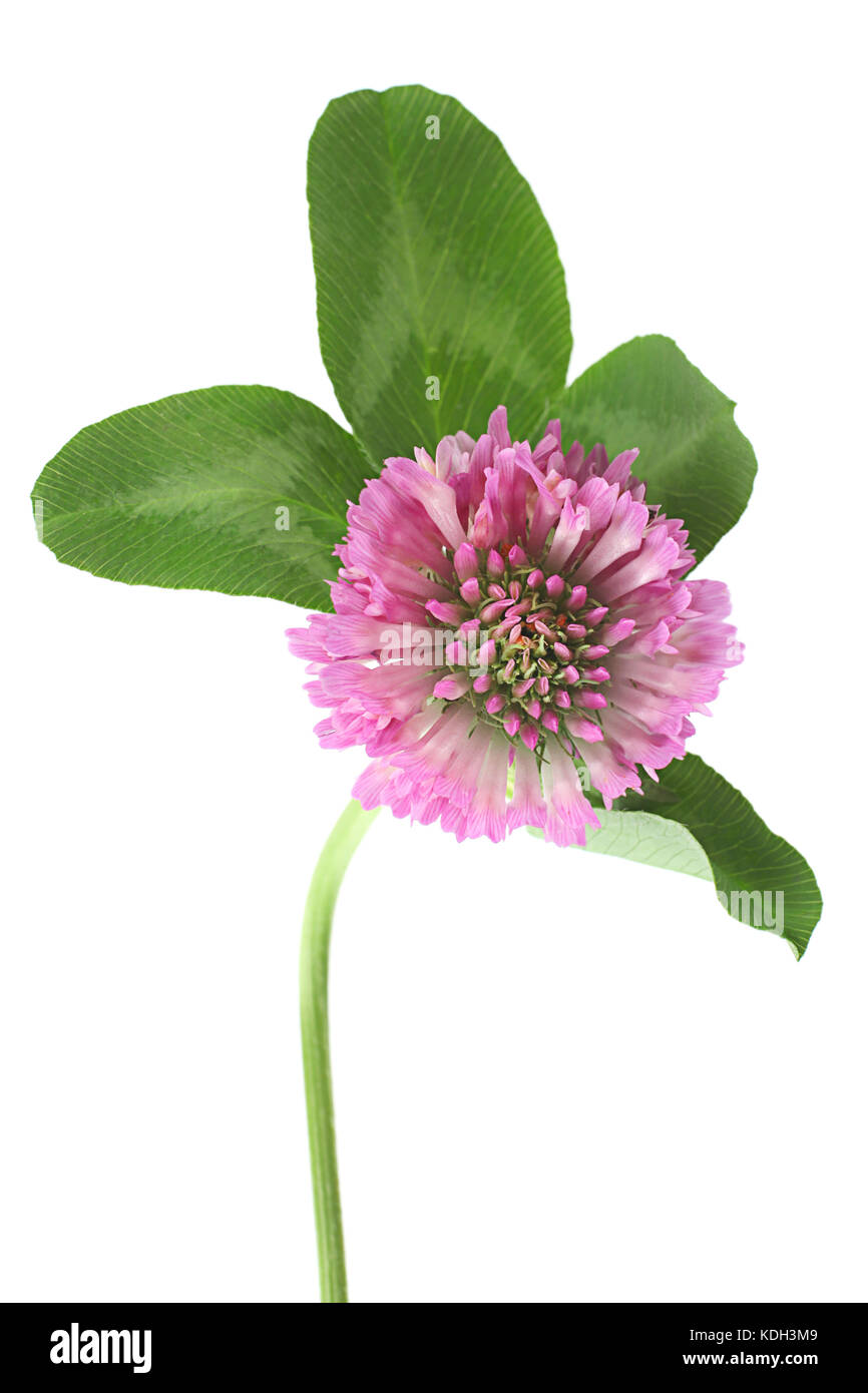 Alfaalfa herb with flower isolated on white background Stock Photo - Alamy