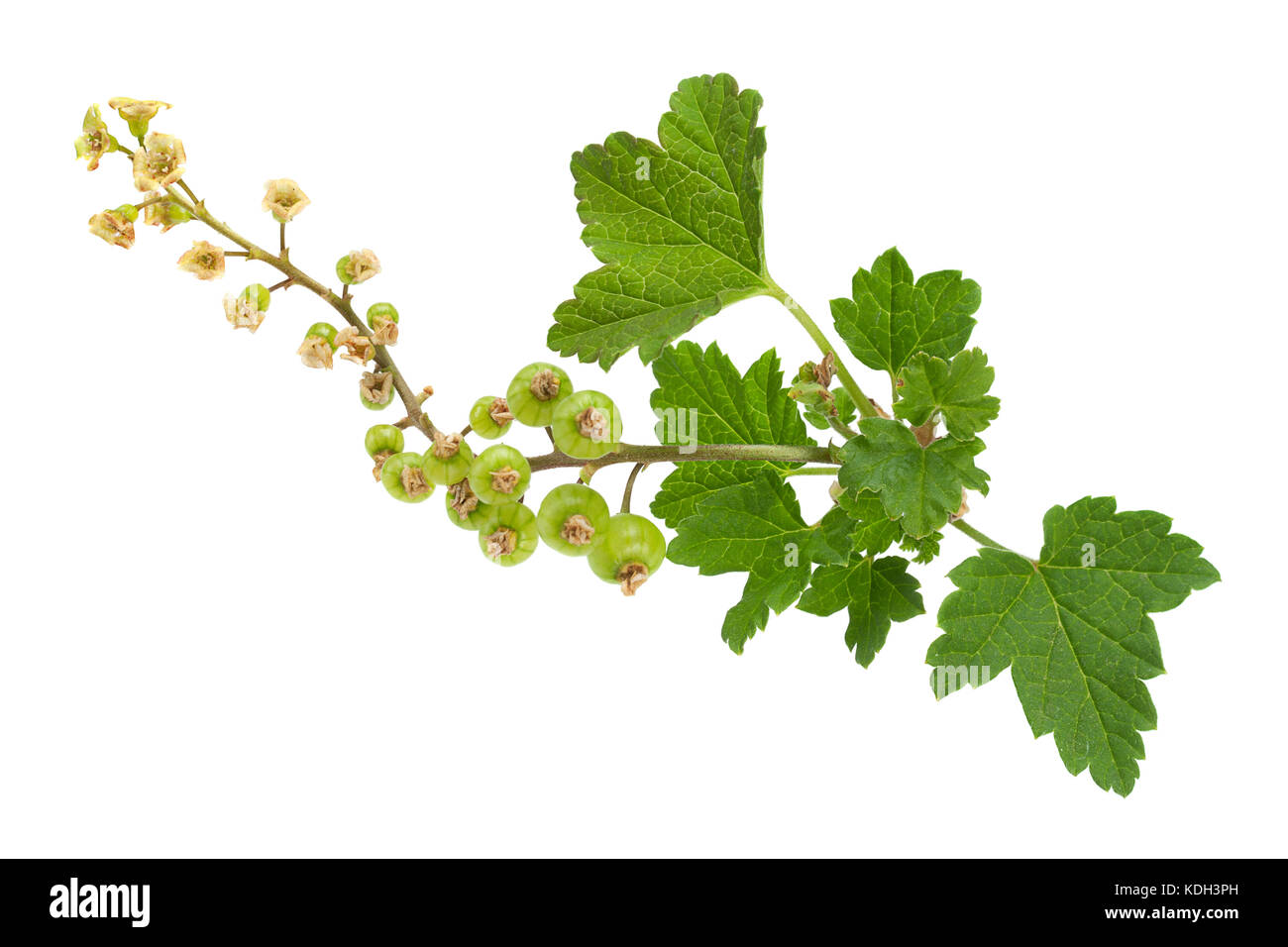 Young green currant with leaf on white background Stock Photo - Alamy