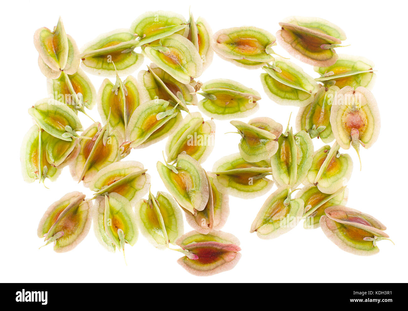 Rhubarb vegetable seed closeup isolated on white Stock Photo - Alamy