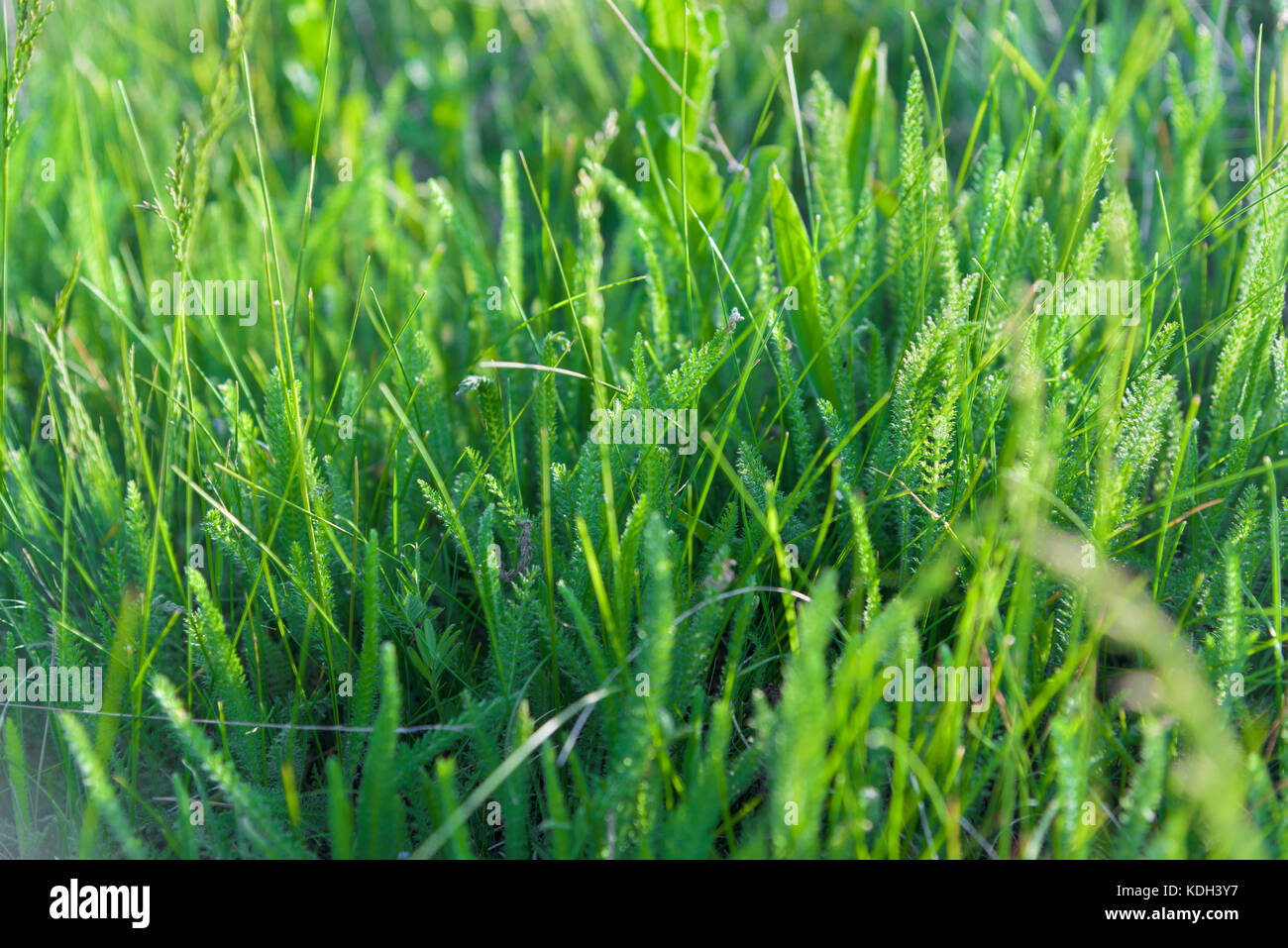 Sky and grass land bokeh background hi-res stock photography and images ...