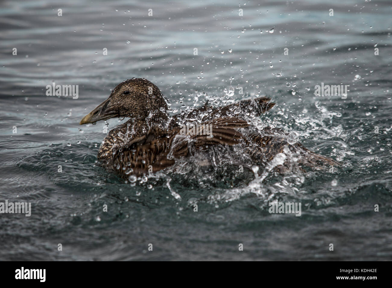 icelandic Duck Splashing Stock Photo - Alamy