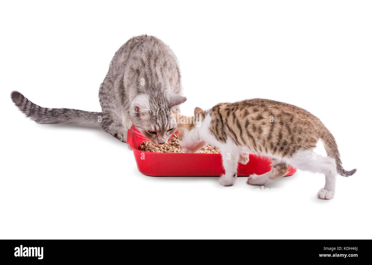 two funny cats playing in a cat toilet, isolated with clipping path ...