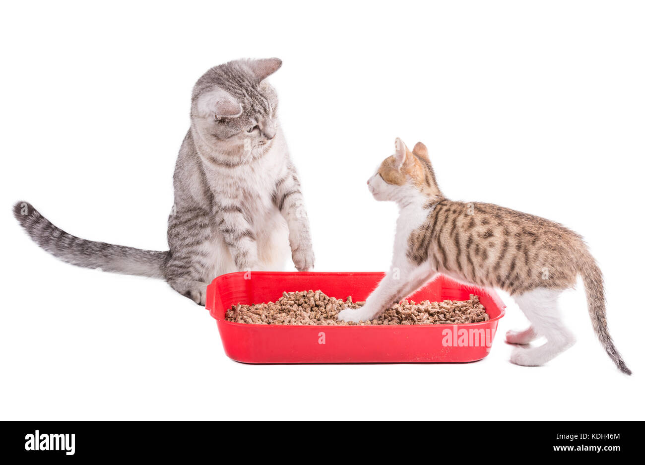 two funny cats playing in a cat toilet, isolated with clipping path ...